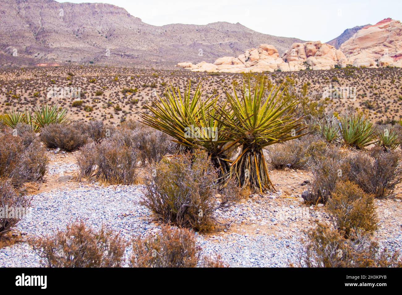 Landscape of Red Rock Canyon with yuccas and shrub | Panorama with ...