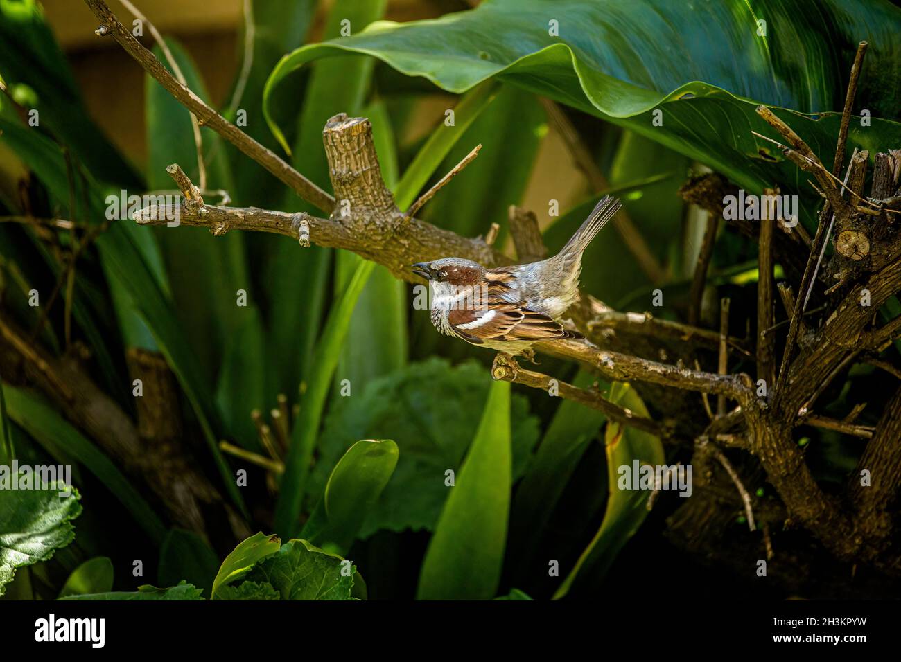 Bird sitting on tree branch Stock Photo - Alamy