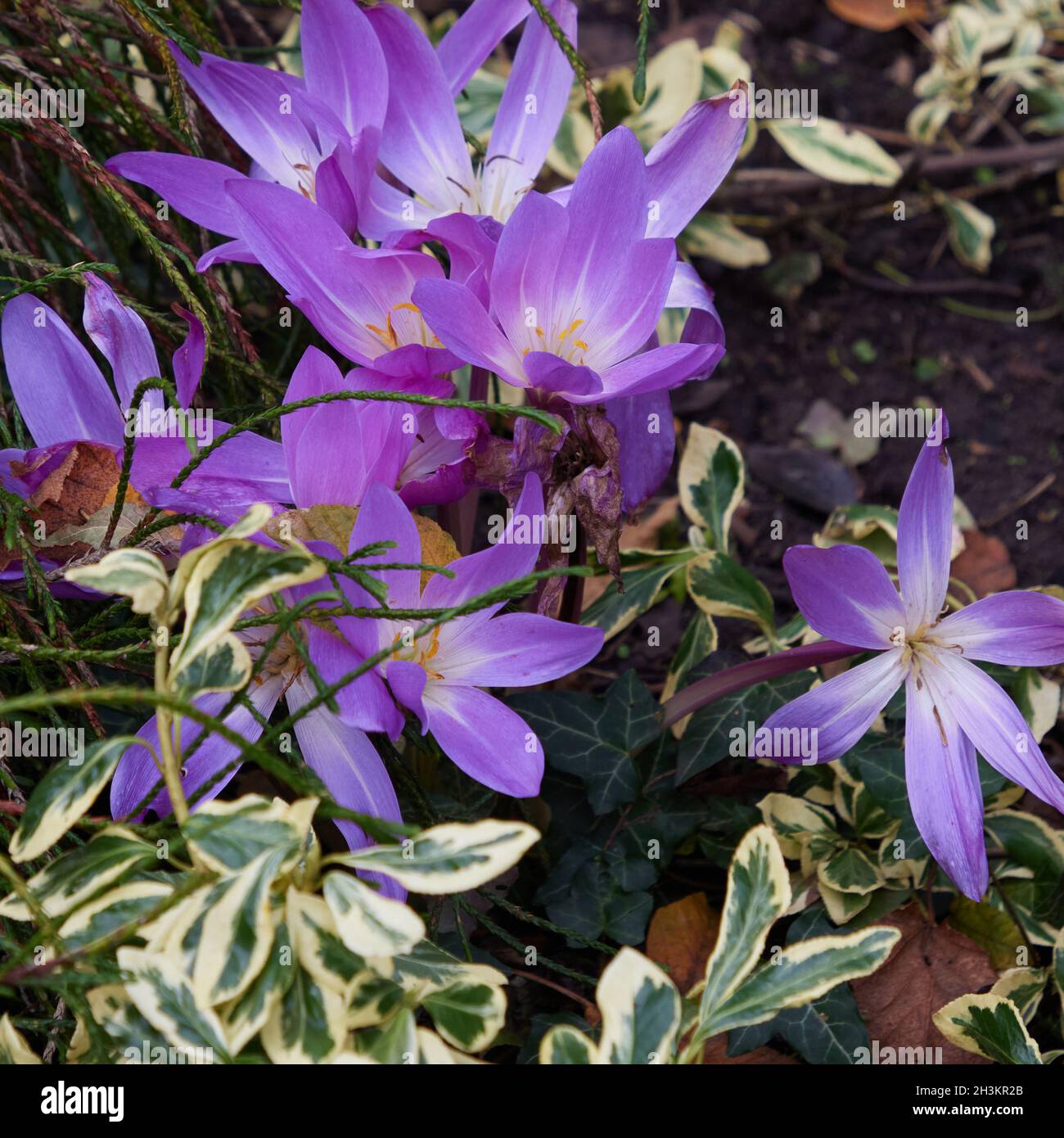 Close up of Colchicum cilicicum flowers in October Stock Photo - Alamy