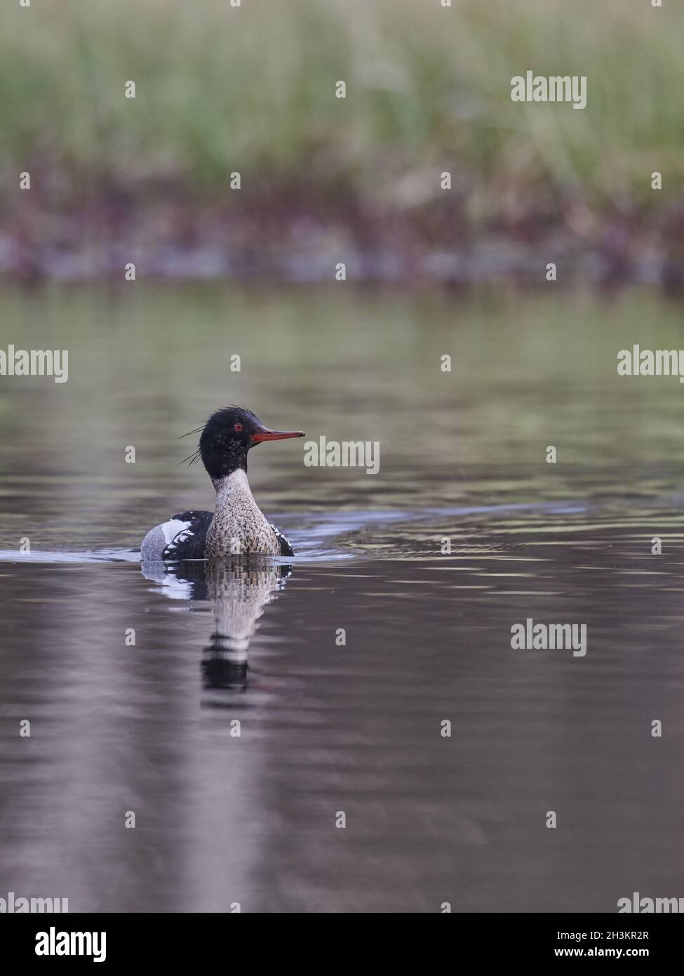 Merganser family High Resolution Stock Photography and Images - Alamy