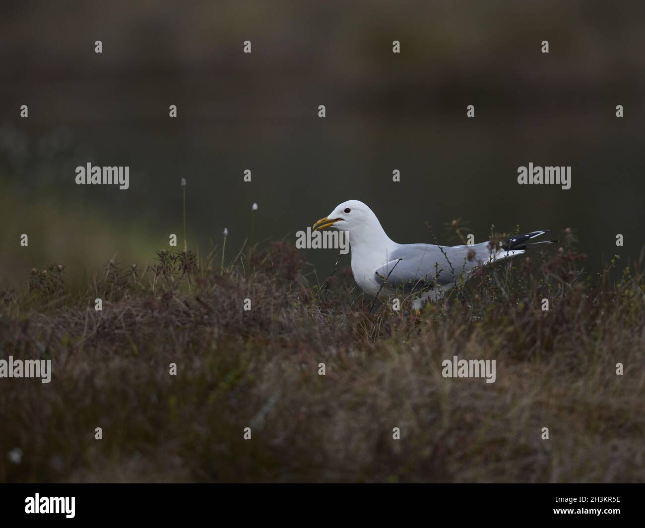 Species of gull hi-res stock photography and images - Alamy