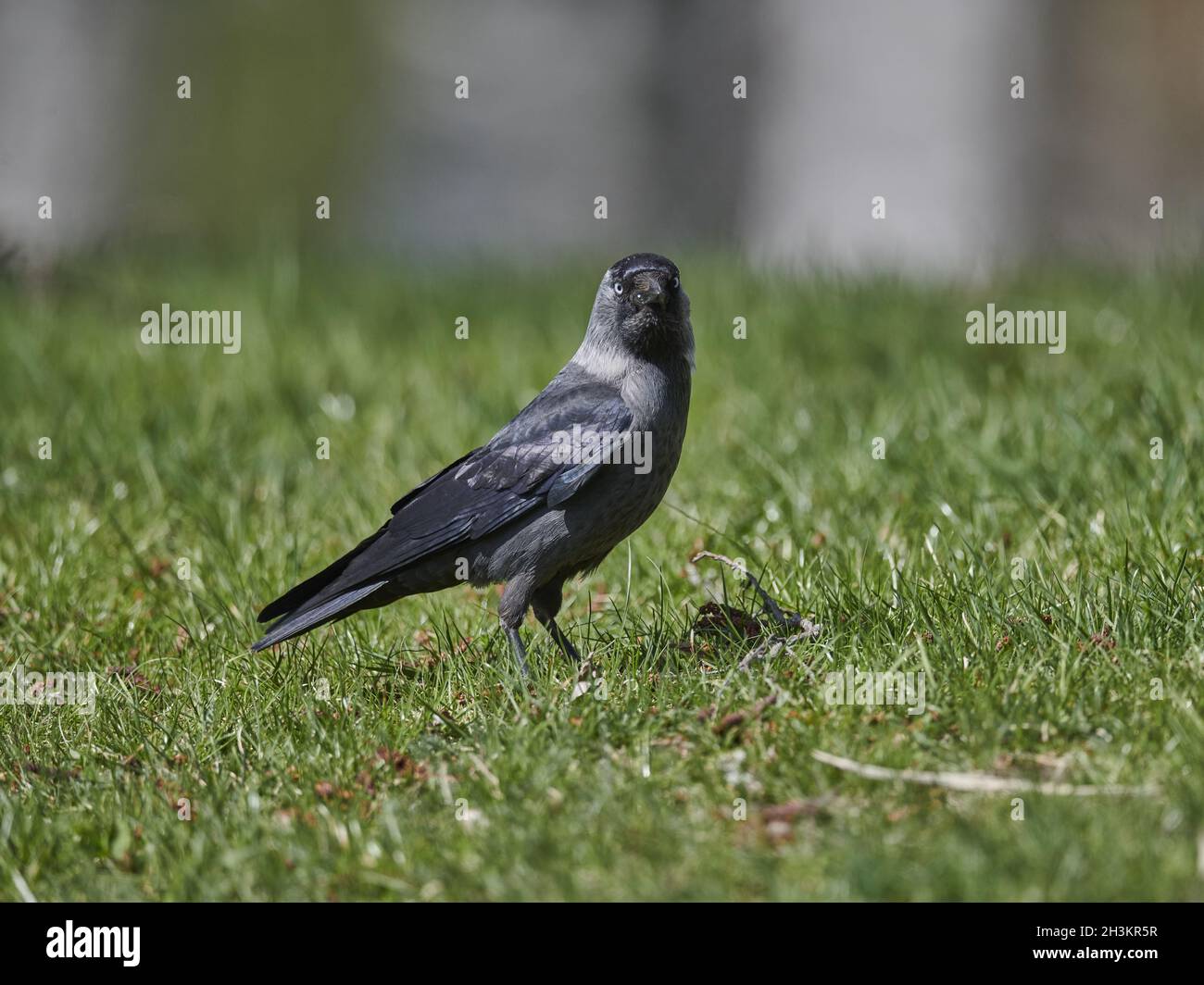 Jackdaw birds hi-res stock photography and images - Alamy