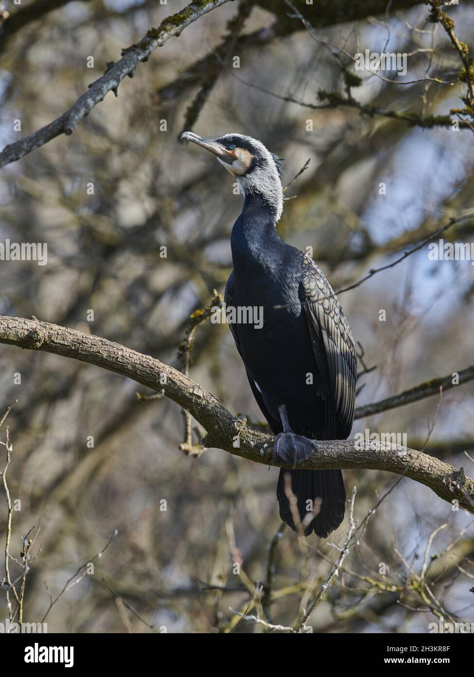 Kormoran sea raven cormorant hi-res stock photography and images - Alamy