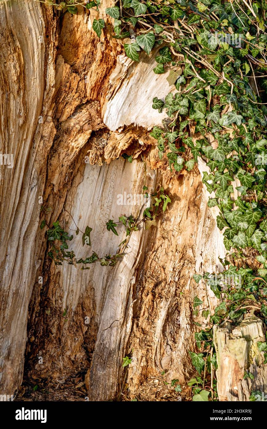 Magical tree and roots hi-res stock photography and images - Alamy