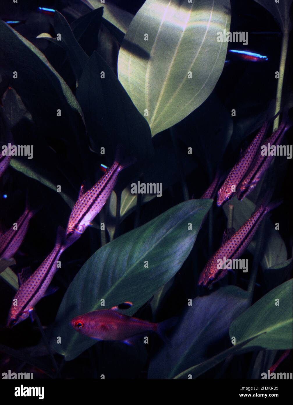 Spotted headstander, Chilodus punctatus Stock Photo - Alamy