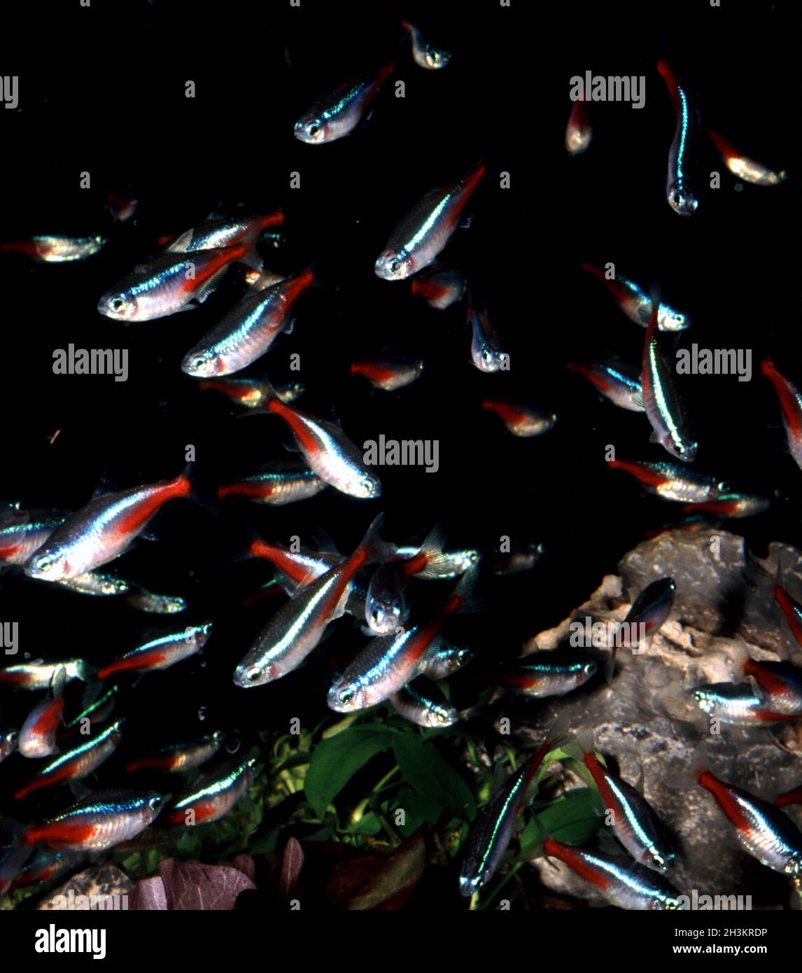 Neon tetra, Paracheirodon innesi Stock Photo - Alamy