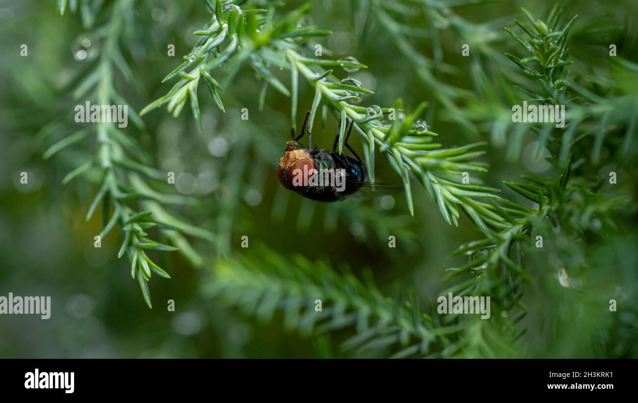 Exotic Drosophila Fruit Fly Diptera Insect on Pine Tree Stock Photo - Alamy