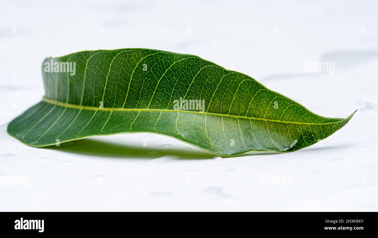 Green mango leave isolated on white background Stock Photo - Alamy