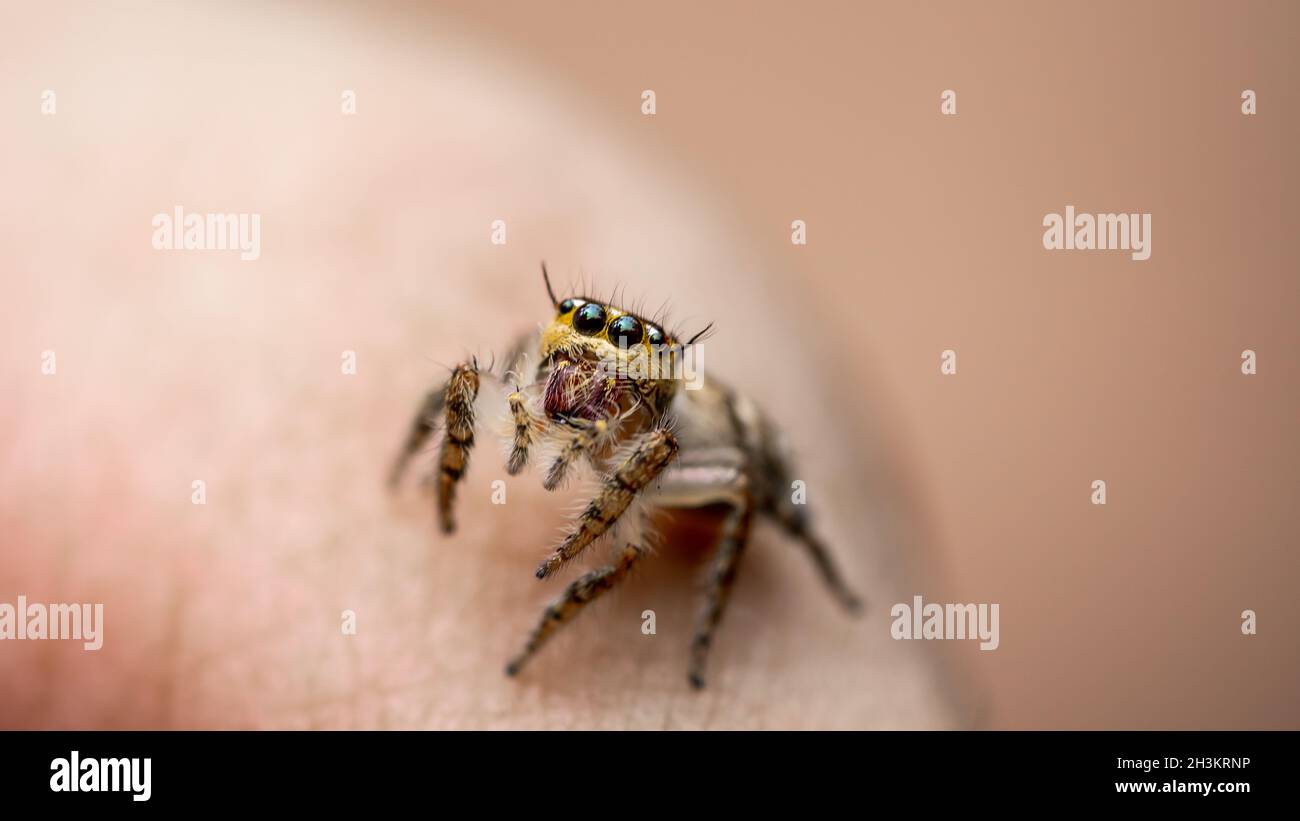 Close up brown orange jumping spider insect on a human finger Stock ...