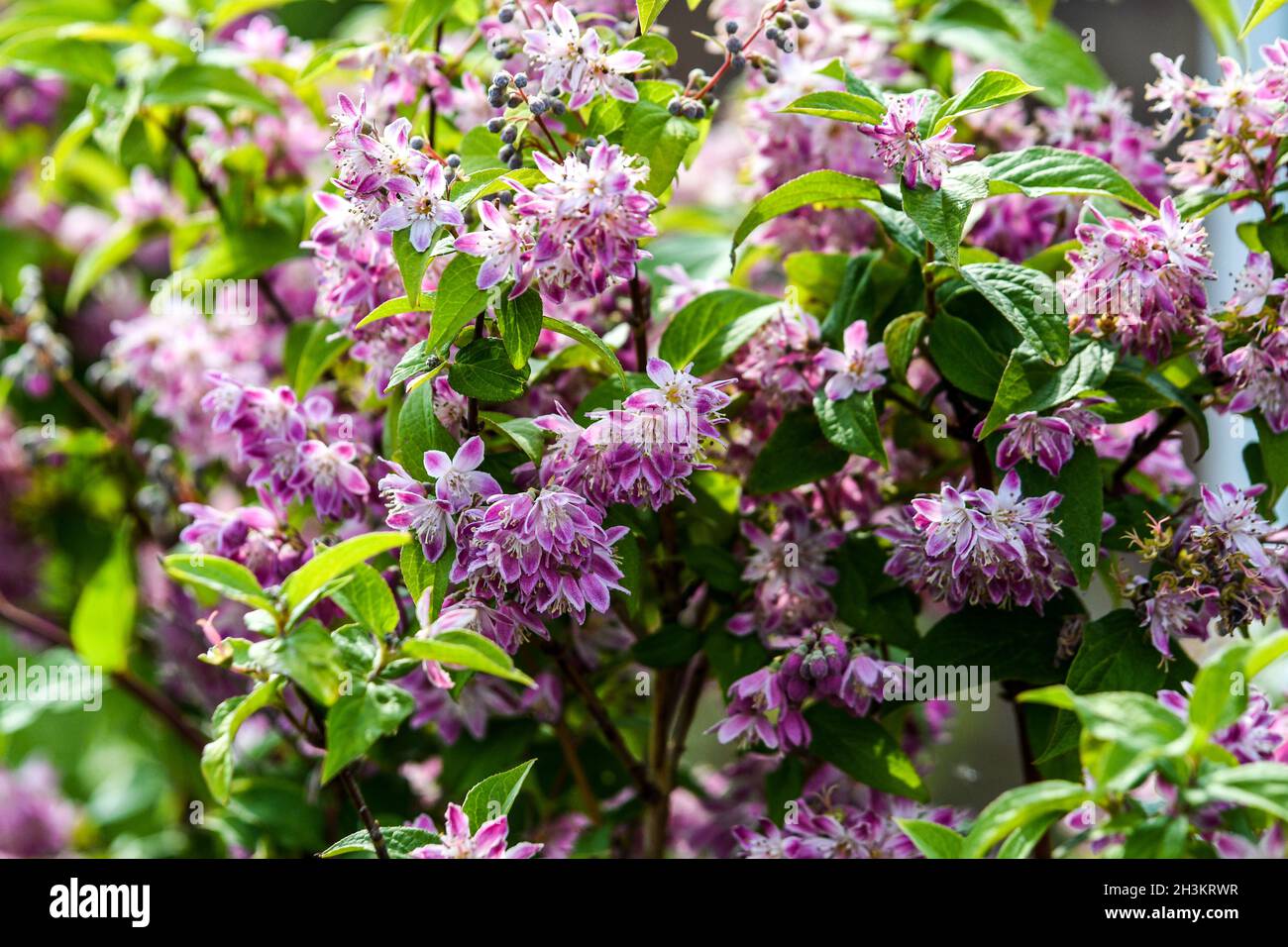 Flowering texture hi-res stock photography and images - Alamy