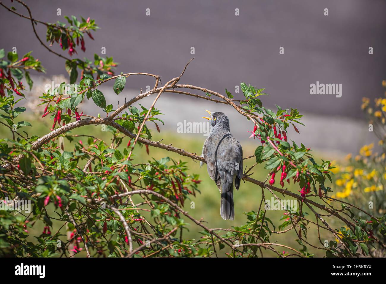 Bird sitting on tree branch Stock Photo - Alamy