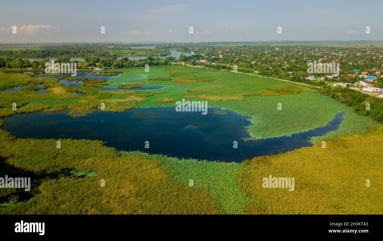 Aerial view nature: the filed of a lotus flower. Background is the ...