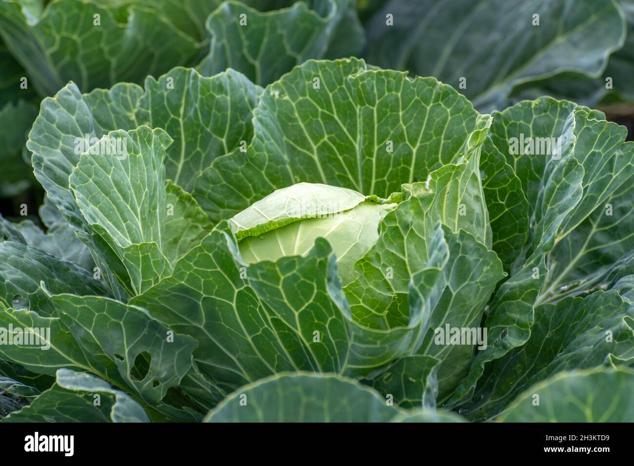 Young cabbage grows in market garden Stock Photo - Alamy