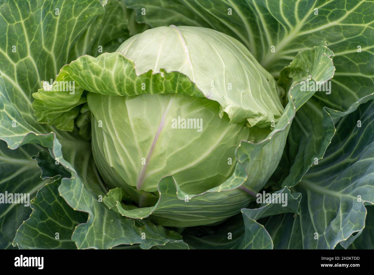 Young cabbage grows in market garden Stock Photo - Alamy
