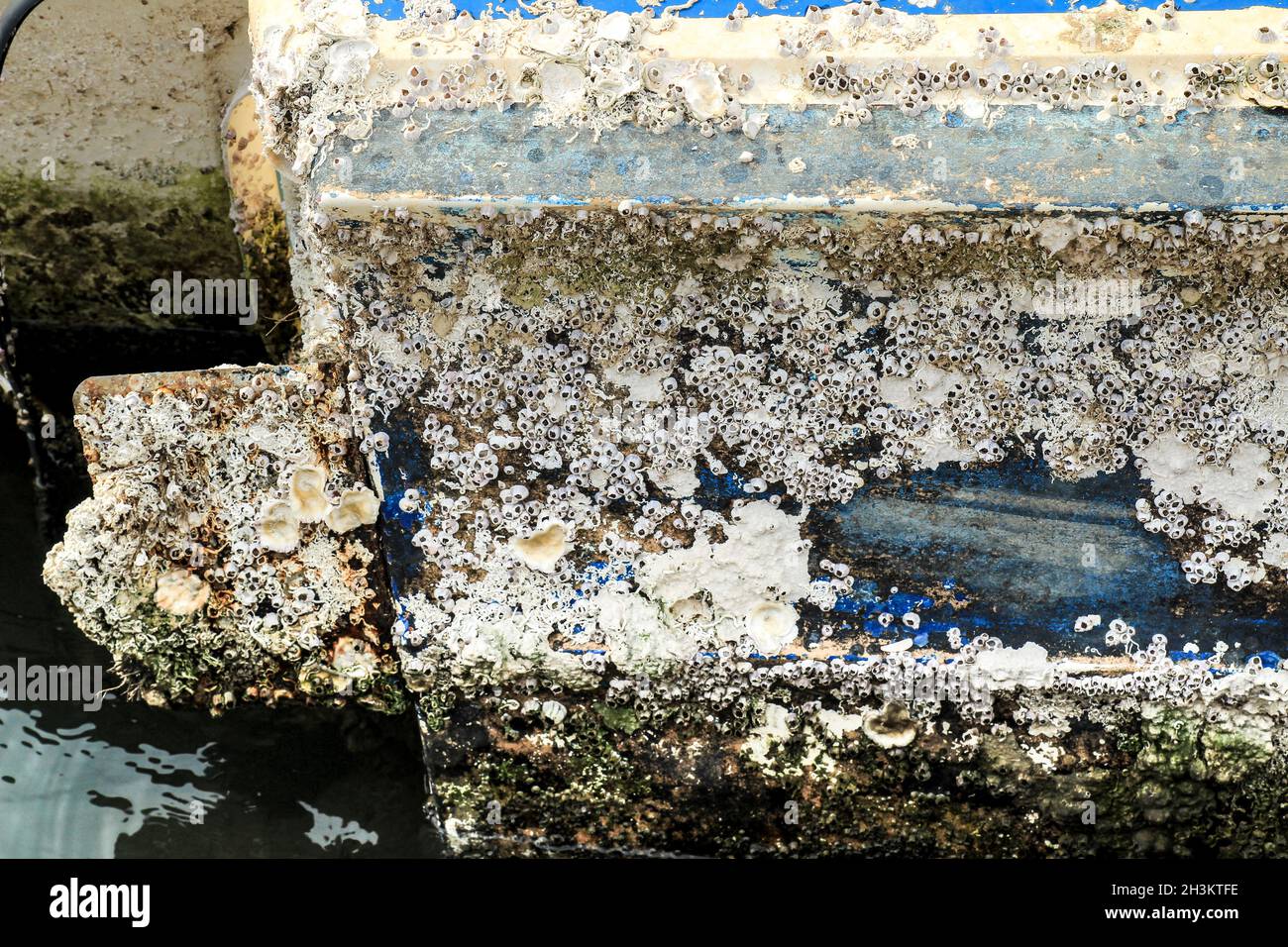 Barnacles and snails on the bottom of a fishing boat Stock Photo - Alamy