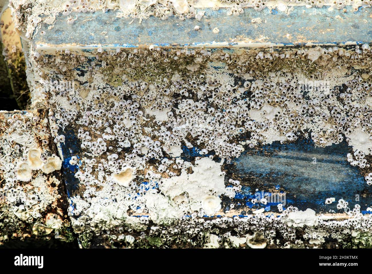Barnacles and snails on the bottom of a fishing boat Stock Photo - Alamy