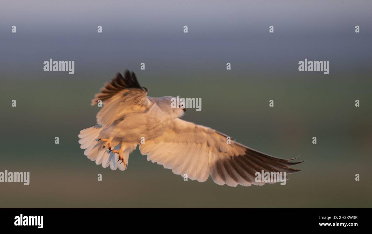 Black shouldered kites hi-res stock photography and images - Alamy