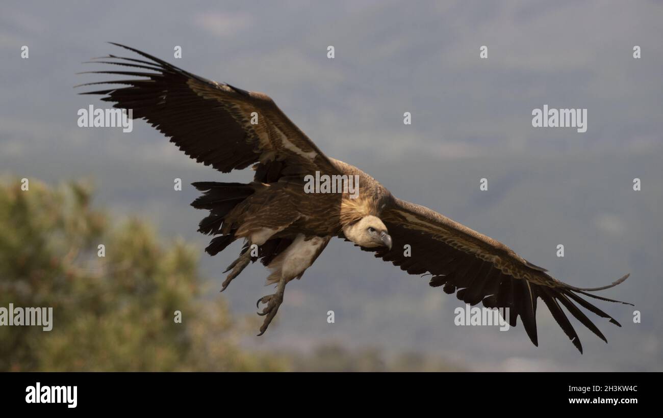 Griffon bird hi-res stock photography and images - Alamy