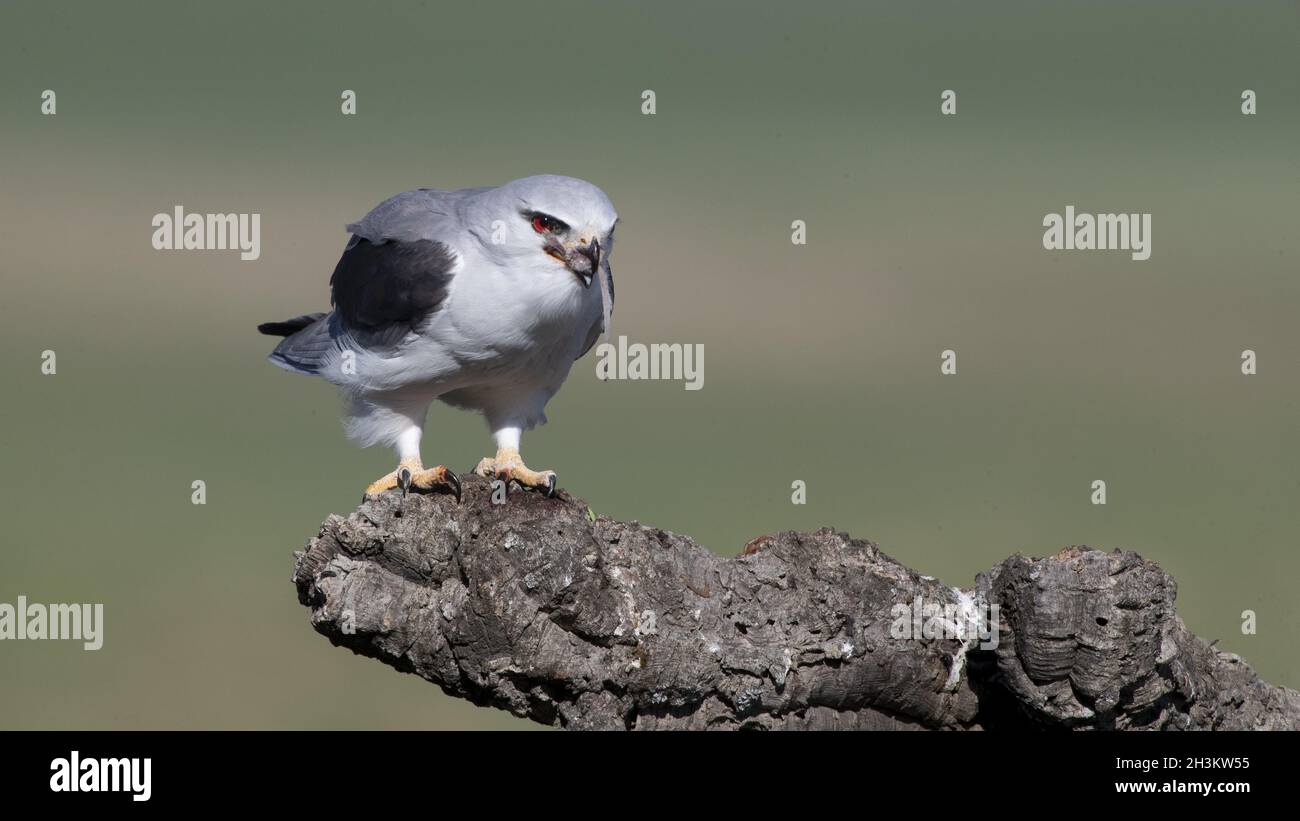 Blackwinged kites hi-res stock photography and images - Alamy