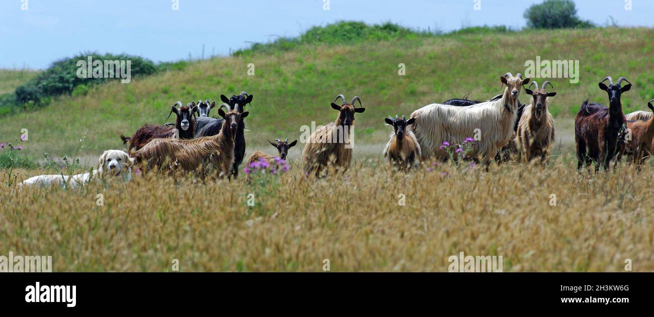 FRANCE. HAUTE CORSE (2B) GOAT HERD Stock Photo - Alamy