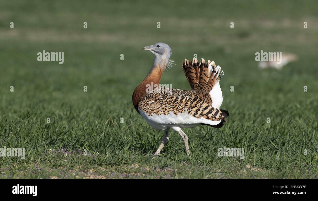 The bustards hi-res stock photography and images - Alamy