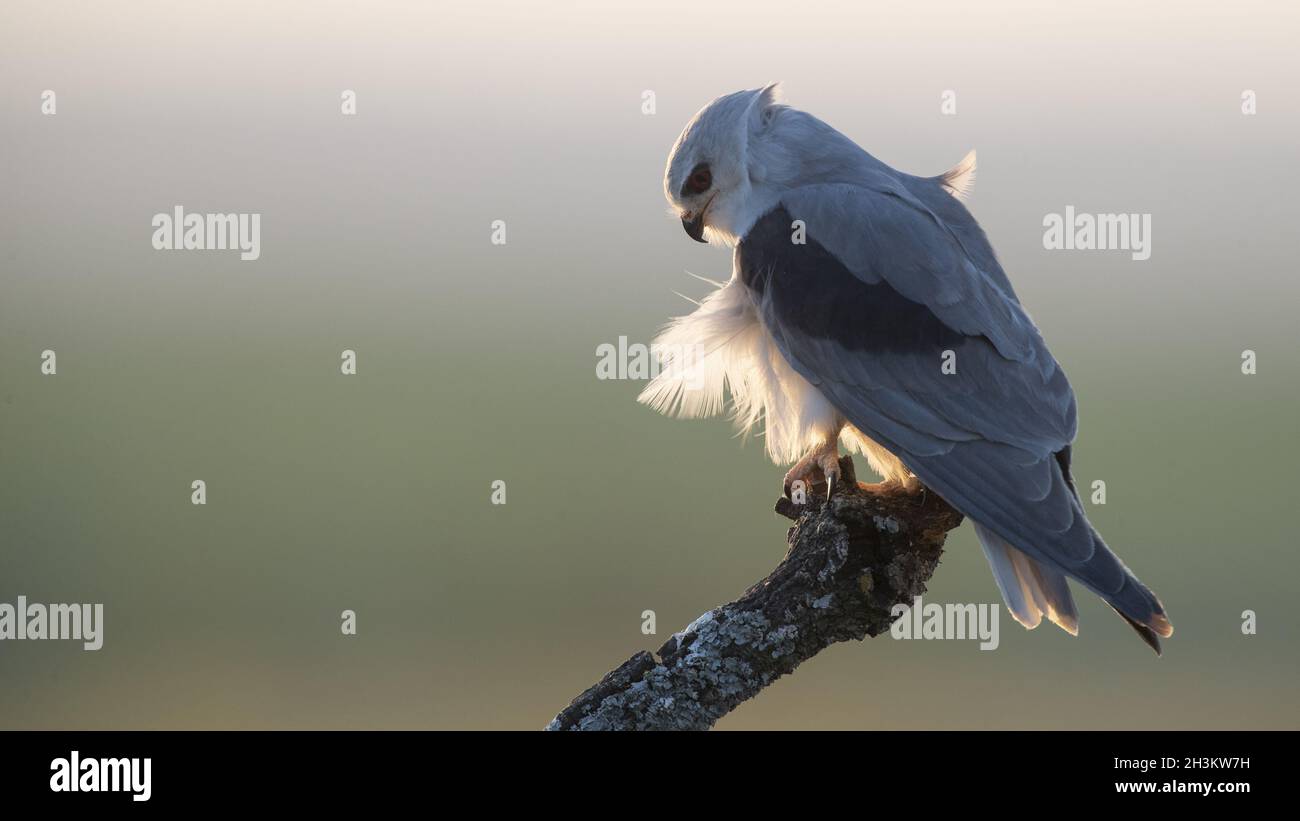 Black winged kite Stock Photo - Alamy