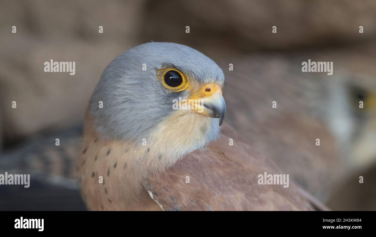 Lesser kestrel Male Stock Photo - Alamy