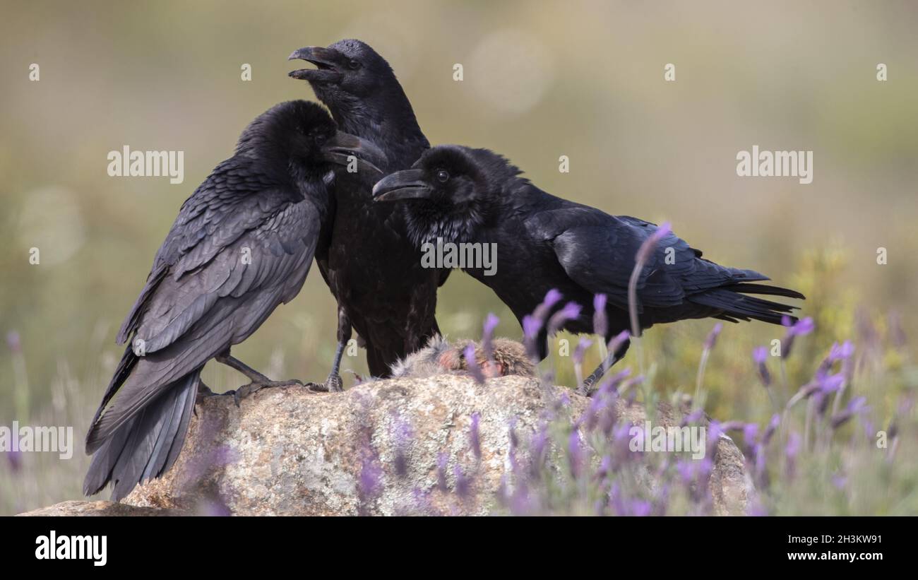 Talking raven hi-res stock photography and images - Alamy