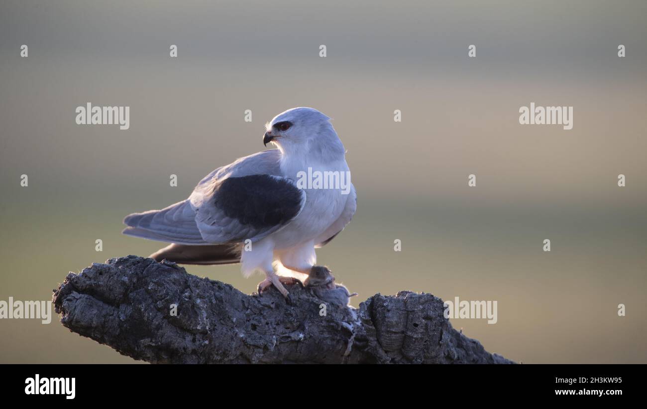 Winged mouse hi-res stock photography and images - Alamy