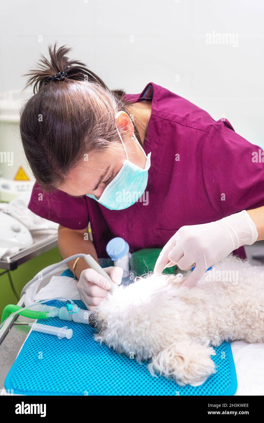 Veterinary veterinarian canine vertical hi-res stock photography and ...