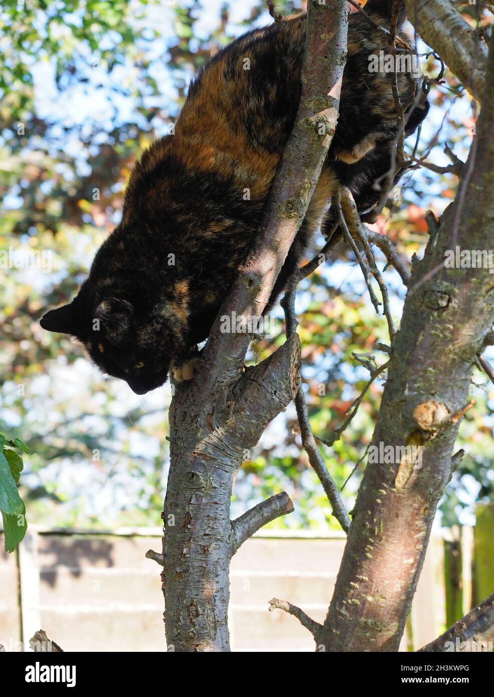 A cat in a tree Stock Photo - Alamy