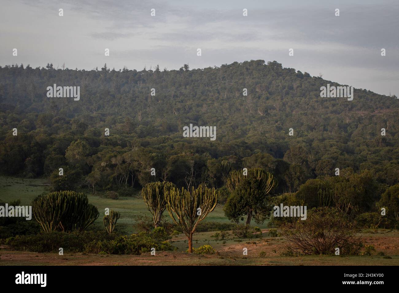 A general pictures shows a part of the Kirisia forest on August 14 ...