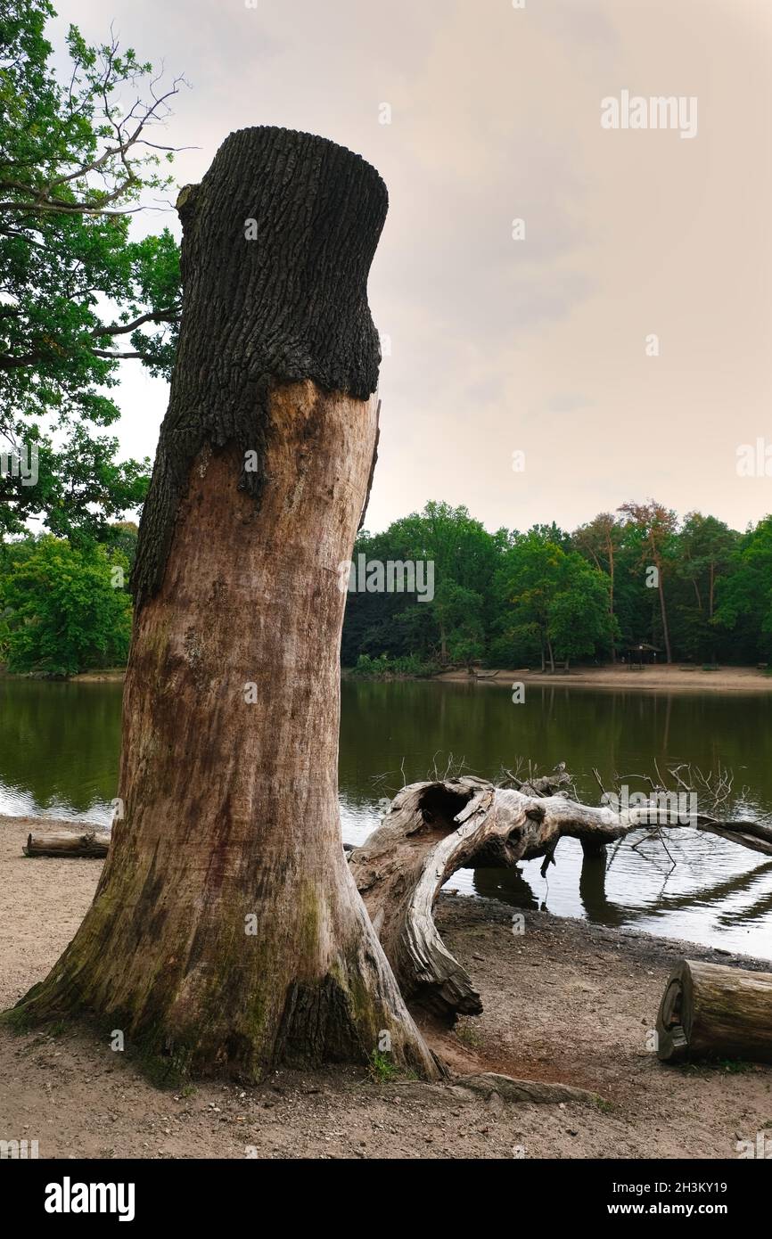 Vertical shot of a dead damaged cracked broken oak tree near the ...