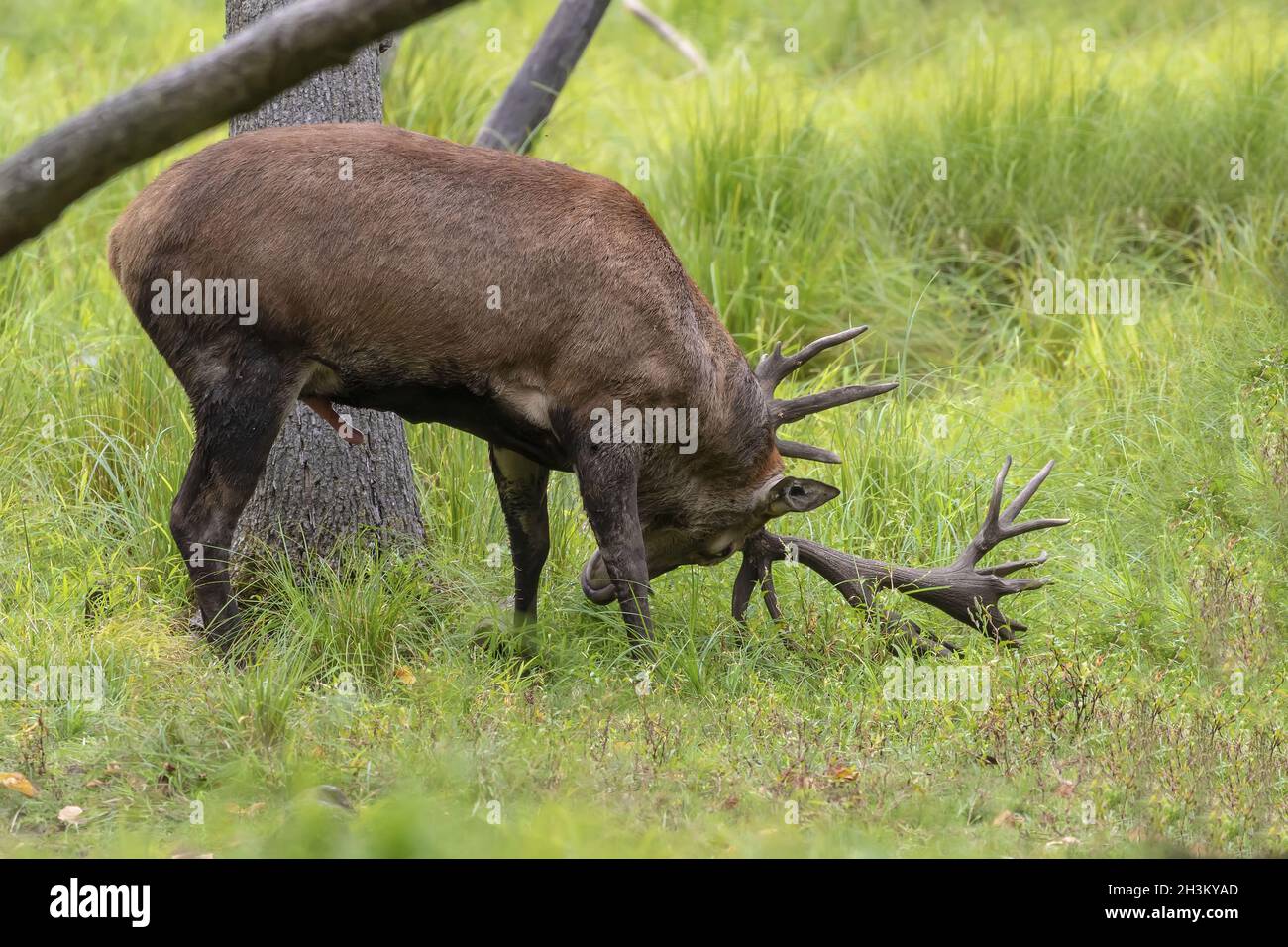 Red deer european deer hi-res stock photography and images - Alamy