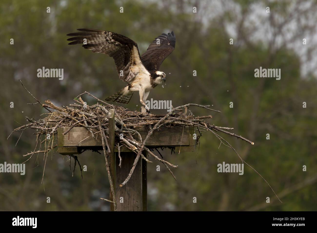 Philippine eagle nest hi-res stock photography and images - Alamy