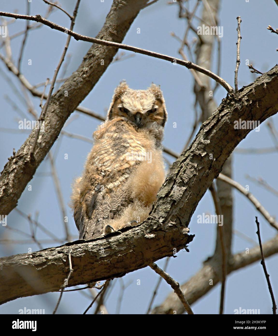 Juvenile great horned owls hi-res stock photography and images - Alamy