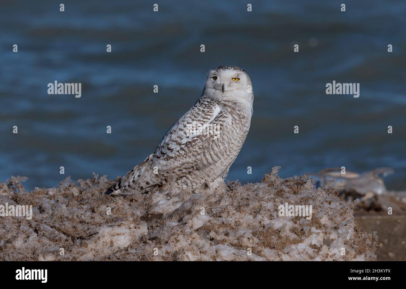 Snowy owl migration hi-res stock photography and images - Alamy
