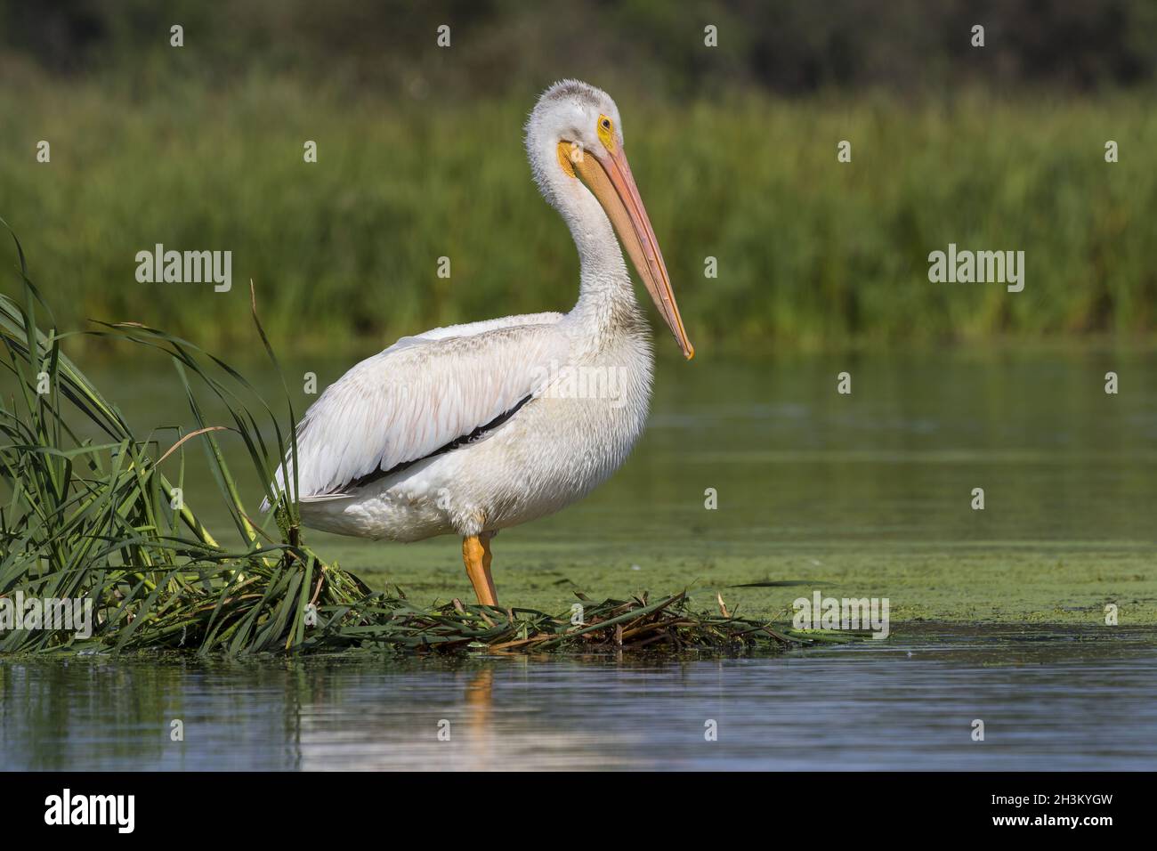 American white pelican , lake in Wisconsin Stock Photo - Alamy