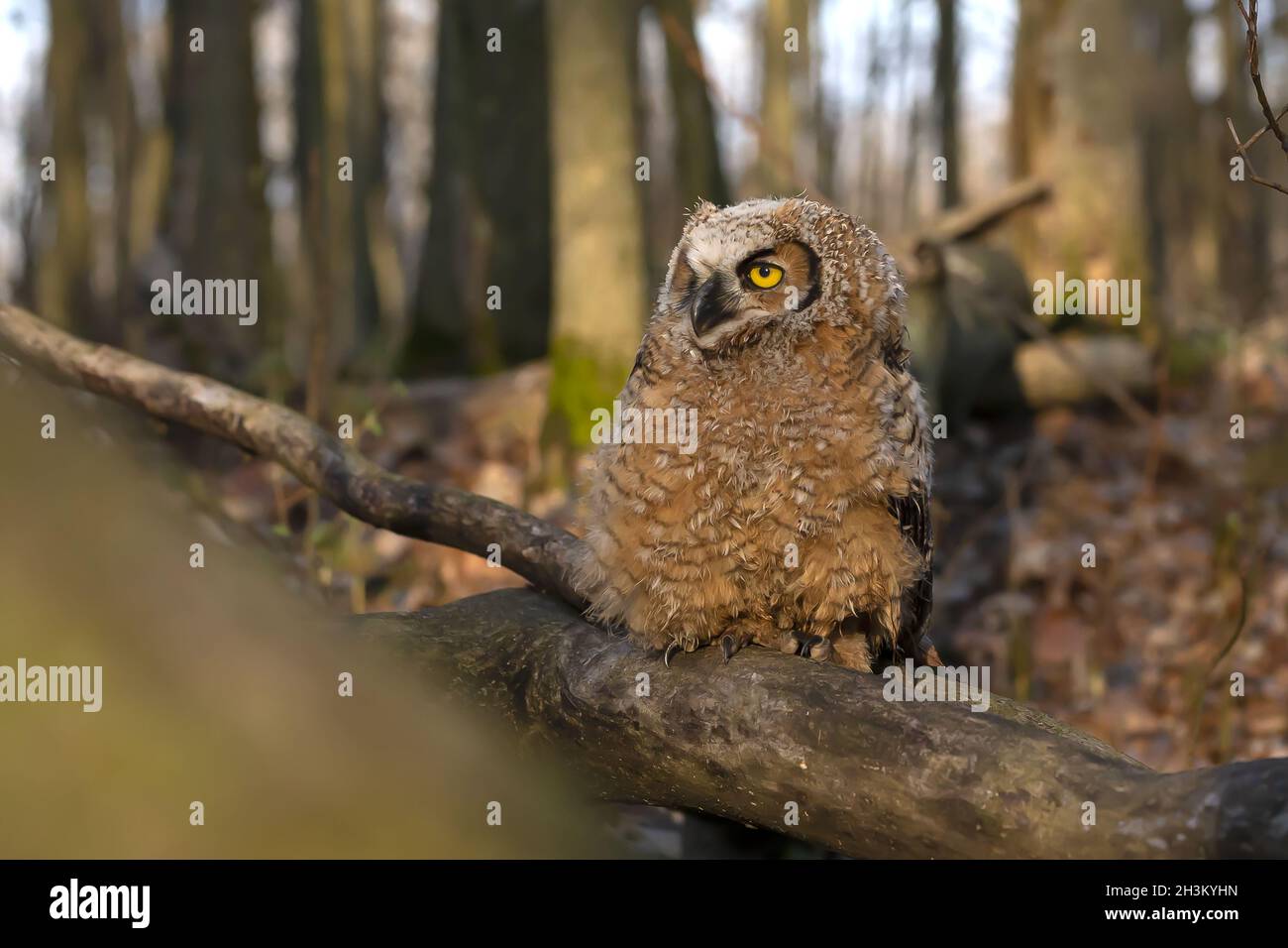 Juvenile great horned owls hi-res stock photography and images - Alamy
