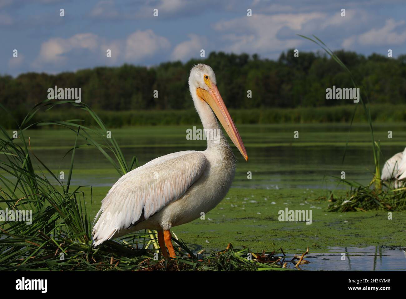 American white pelican , lake in Wisconsin Stock Photo - Alamy