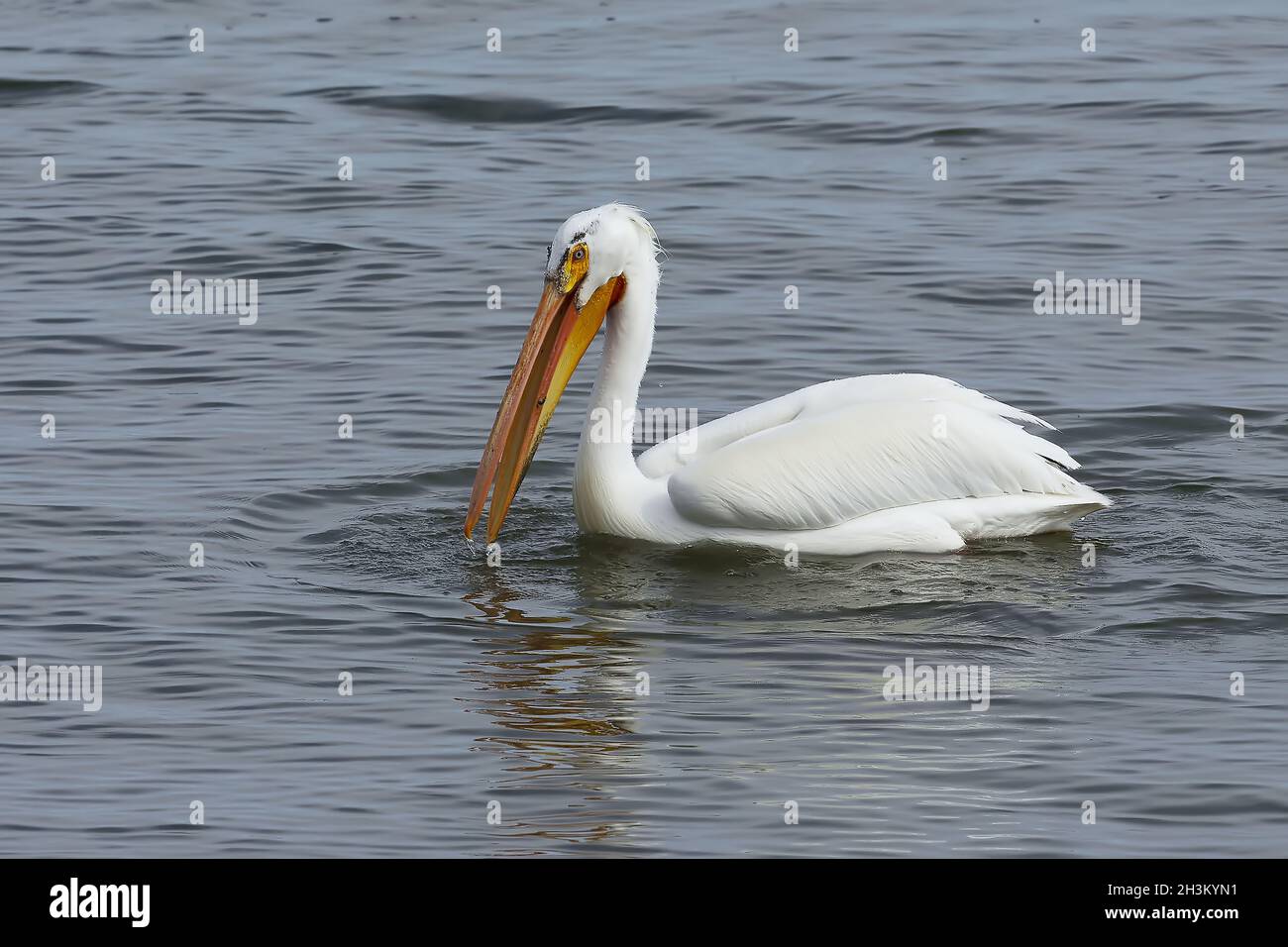 American white pelican , lake in Wisconsin Stock Photo - Alamy