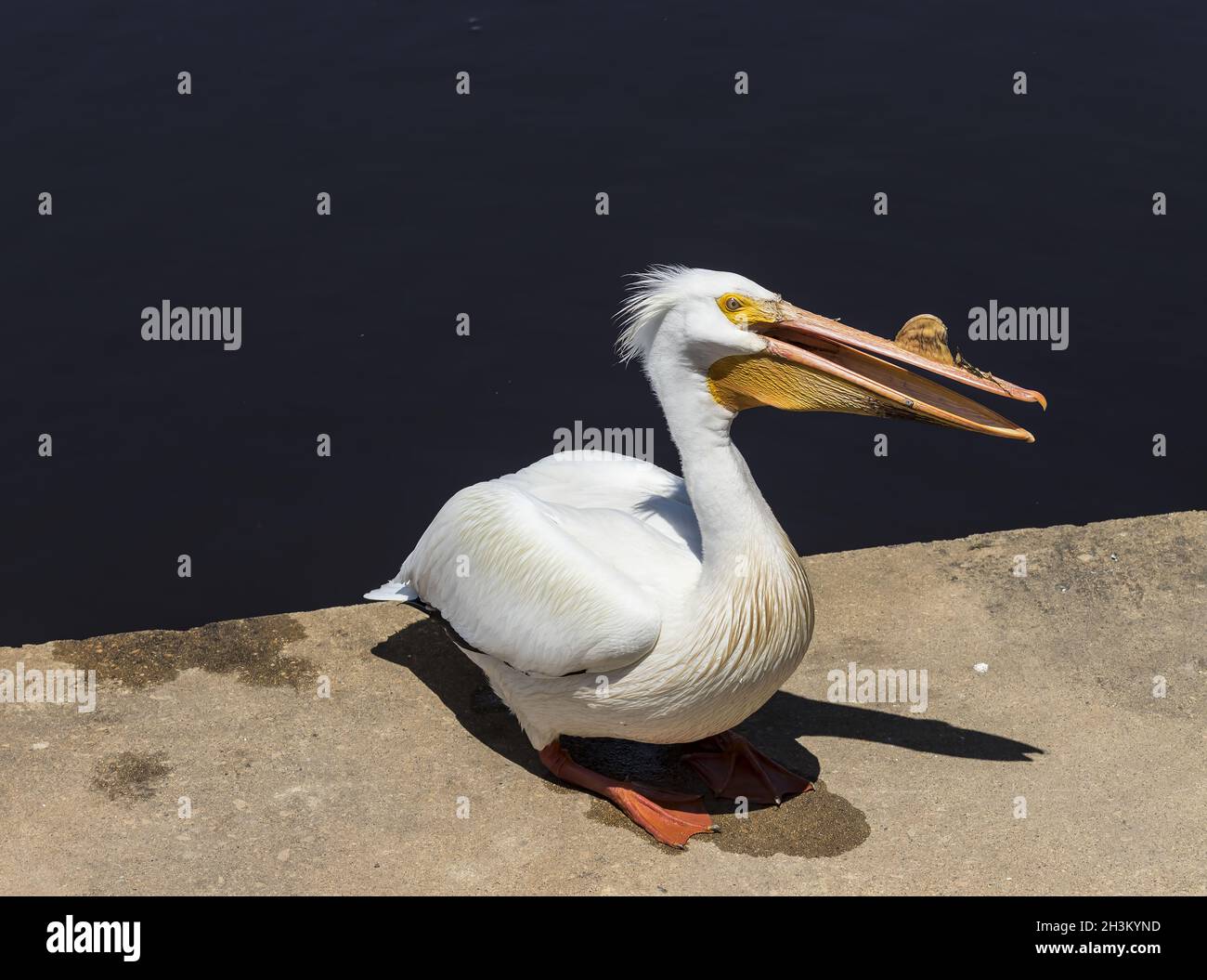 American white pelican , lake in Wisconsin Stock Photo - Alamy