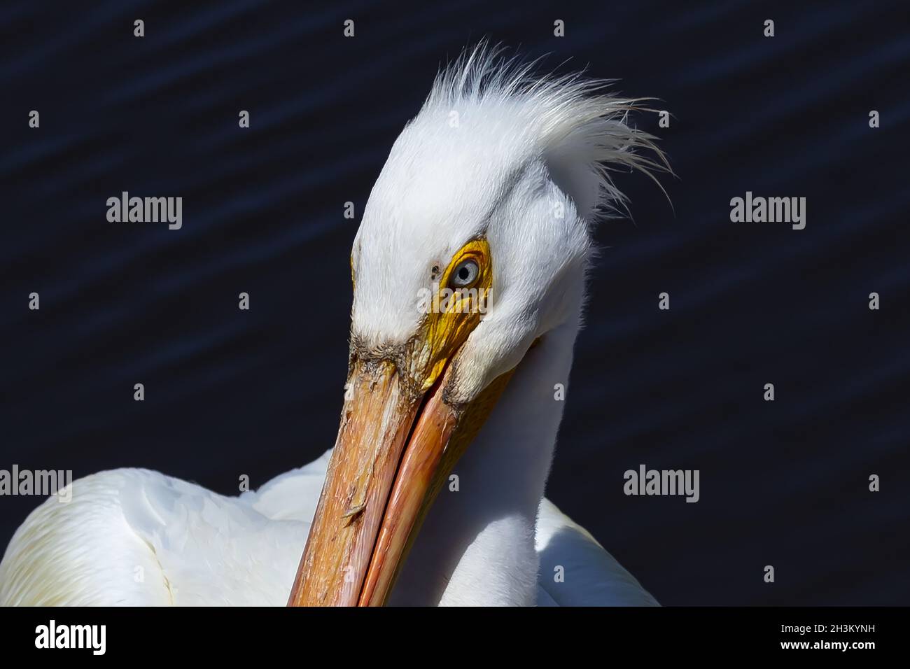 American white pelican , lake in Wisconsin Stock Photo - Alamy