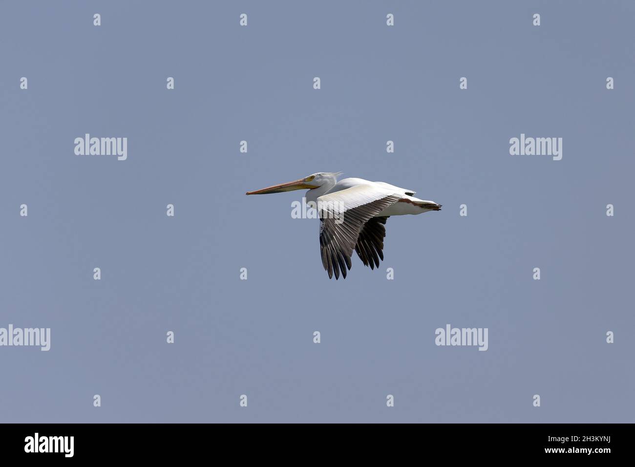 American white pelican , lake in Wisconsin Stock Photo - Alamy