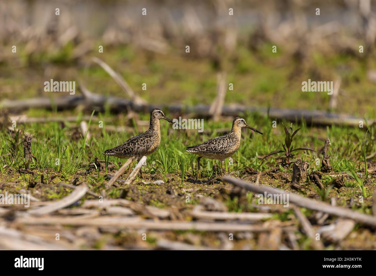 Short billed bird hi-res stock photography and images - Alamy