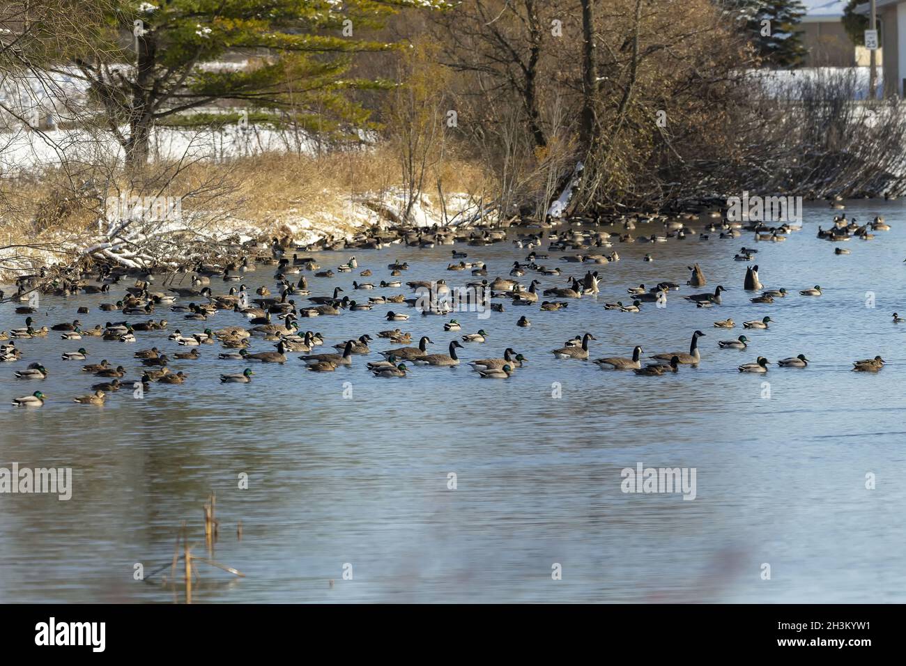 Geese on bank duck hi-res stock photography and images - Alamy