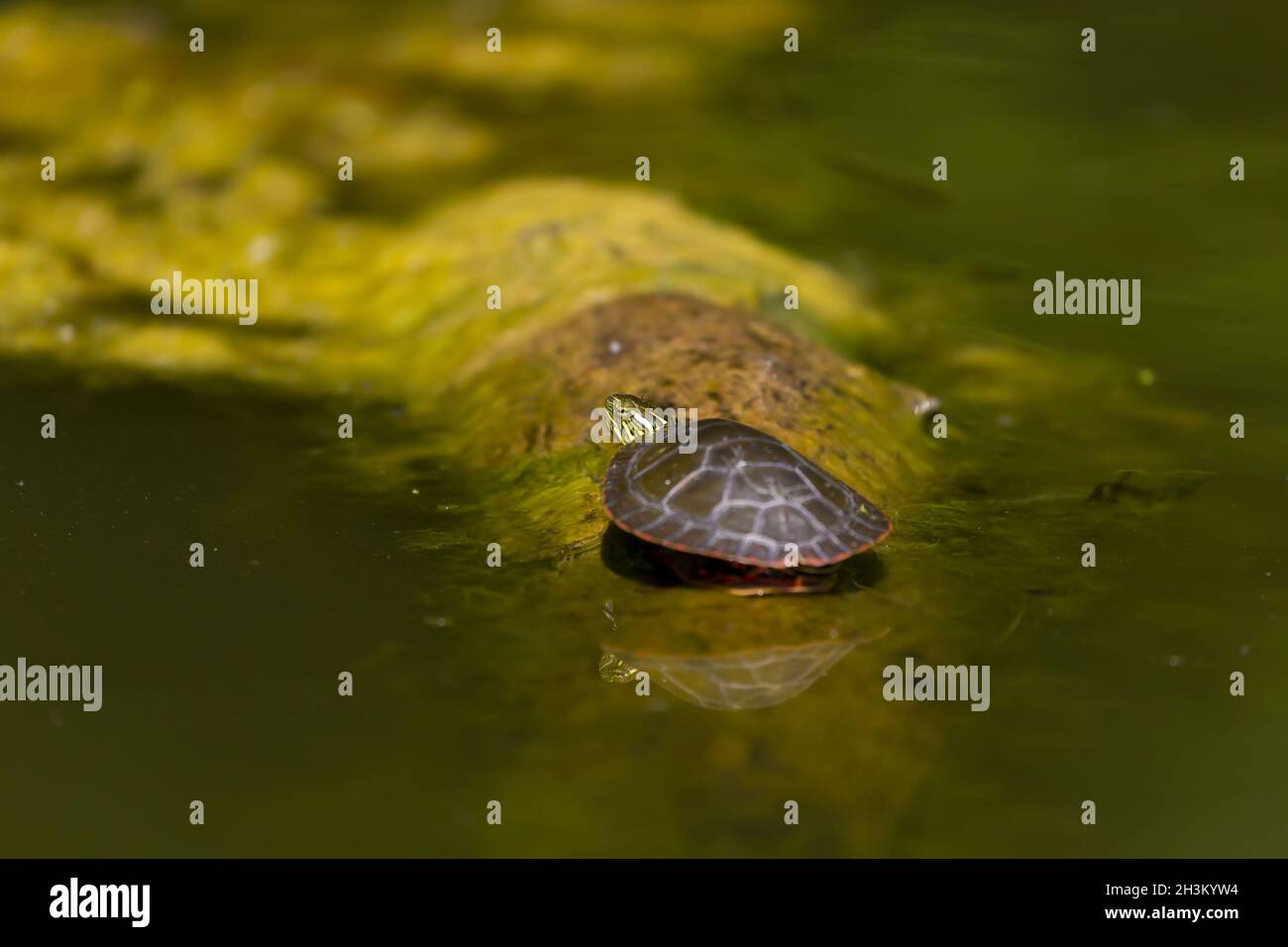 The painted turtle (Chrysemys picta Stock Photo - Alamy