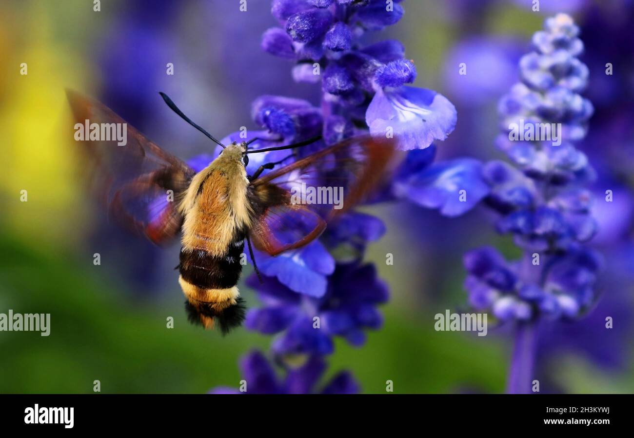 Clearwing hummingbird moth hi-res stock photography and images - Alamy