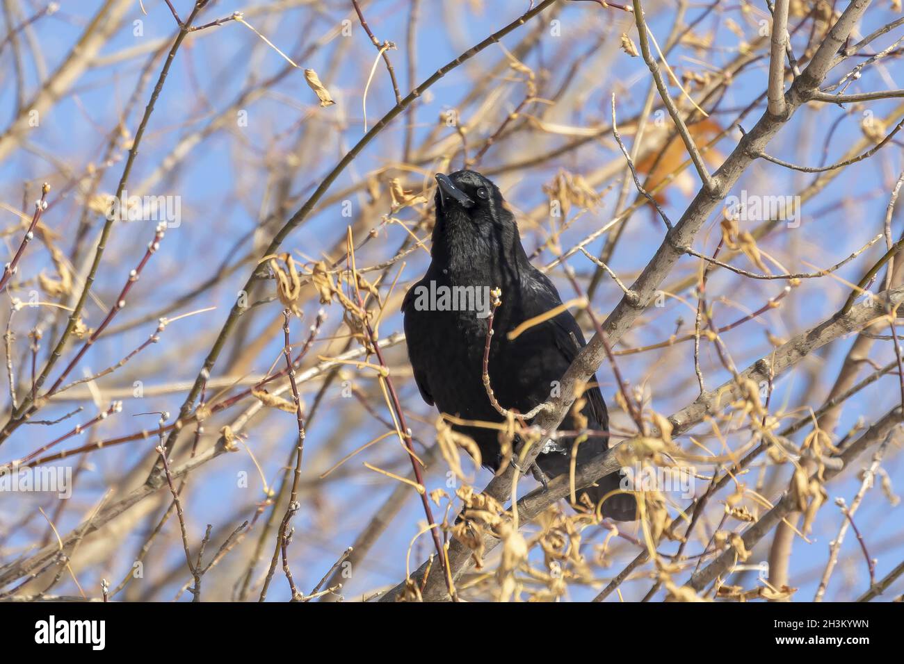 American crow beak hi-res stock photography and images - Alamy