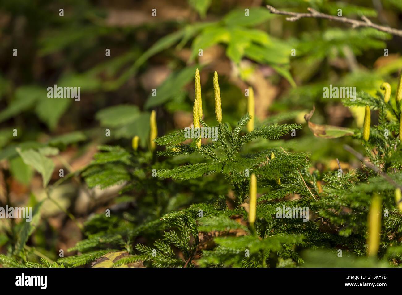 Natural scene from Wisconsin state park Stock Photo - Alamy